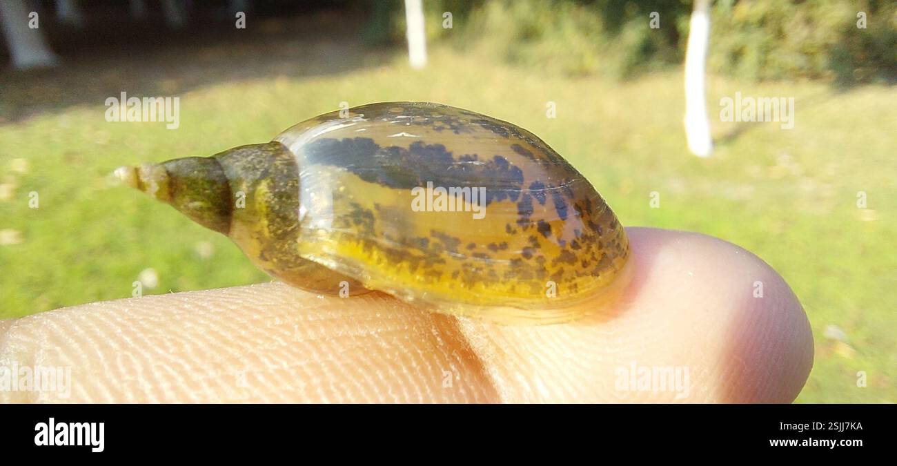 Big-eared Radix (Radix auricularia), Mollusca, Sector 5, Panchkula ...