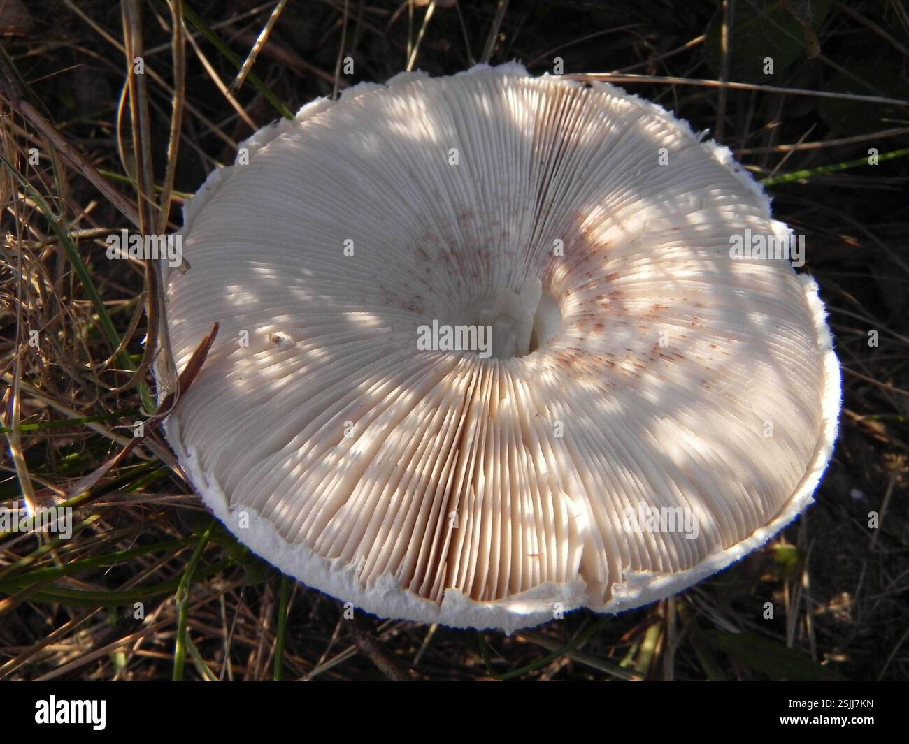 White parasol (Macrolepiota zeyheri), Fungi, uMkhanyakude District ...