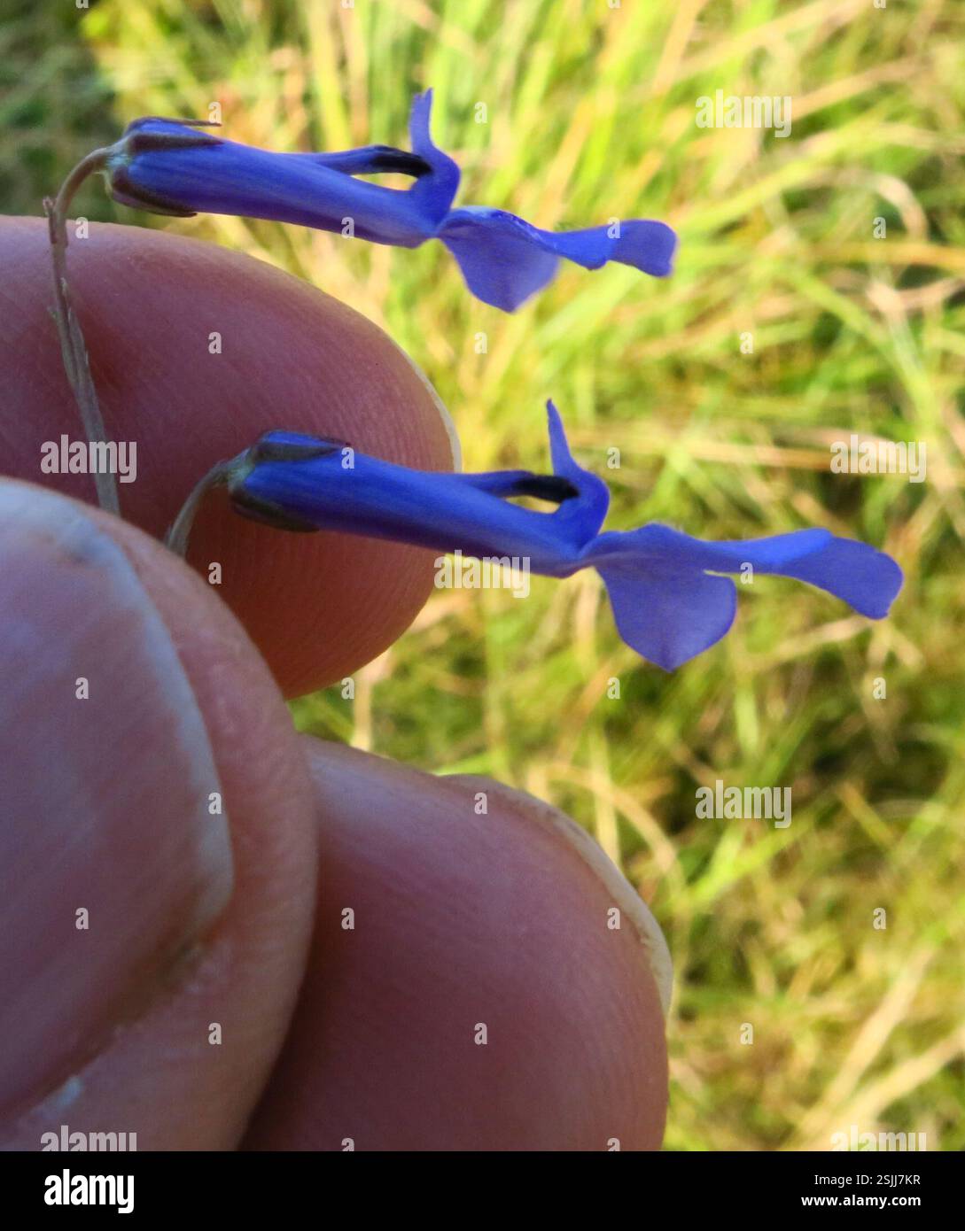 Lobelias (Lobelia), Plantae, uMkhanyakude District Municipality, South ...