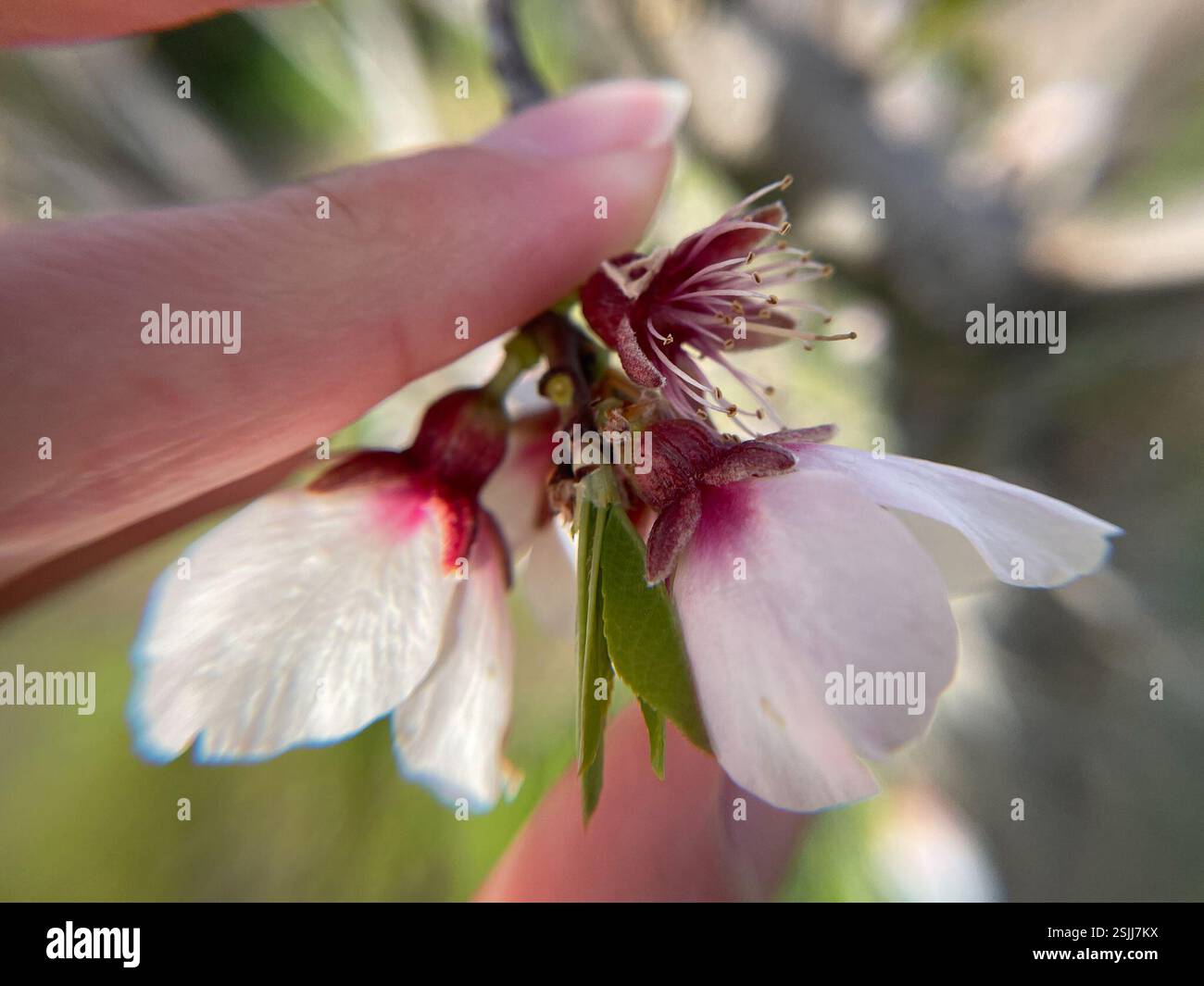 Almond (Prunus amygdalus), Plantae, Evergreen, San Jose, CA, USA Stock ...