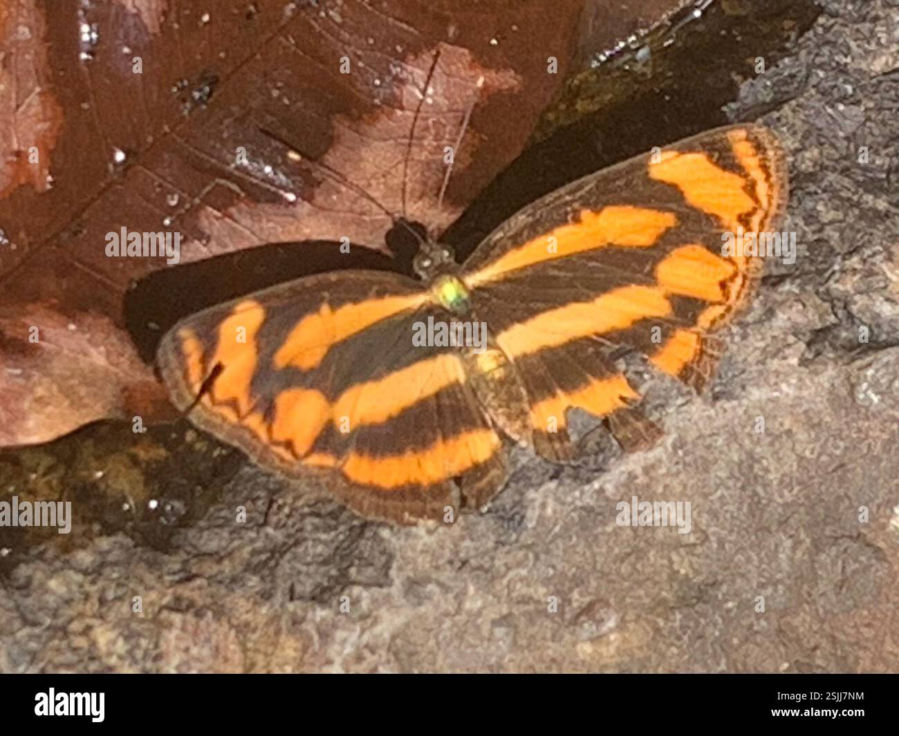 Common Lascar (Pantoporia hordonia), Insecta, Than Sadet-Ko Pha-Ngan ...