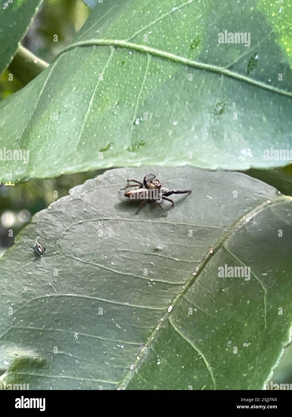 Garden Jumping Spiders (Opisthoncus), Arachnida, Melbourne VIC ...