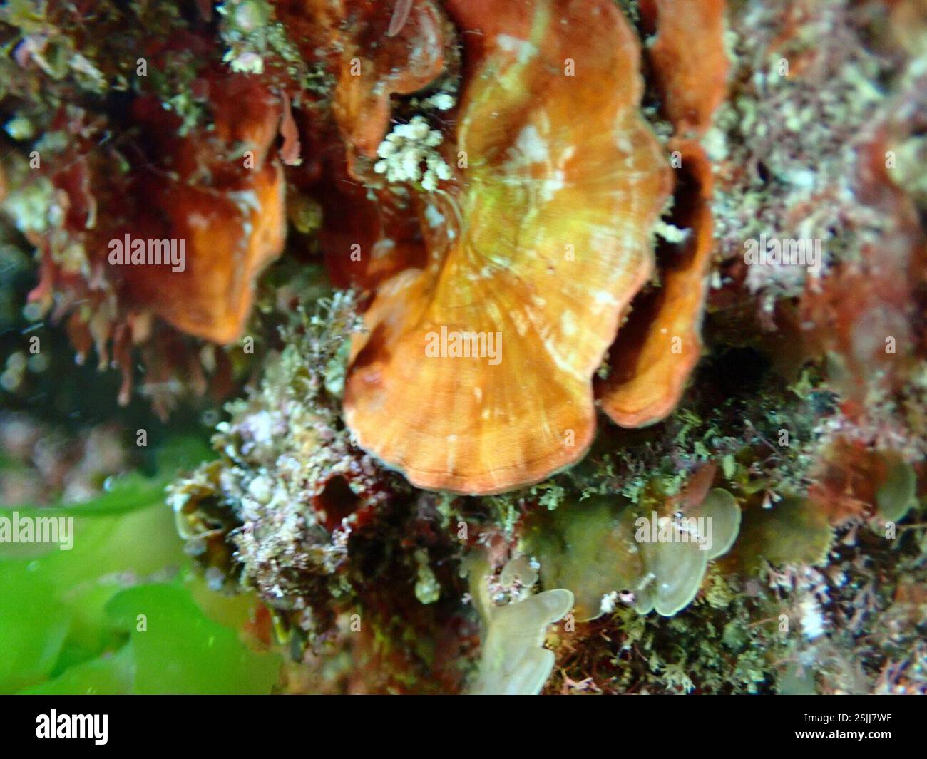 Blue Crust Weed (Sonderophycus capensis), Plantae, Queenscliffe, Port ...