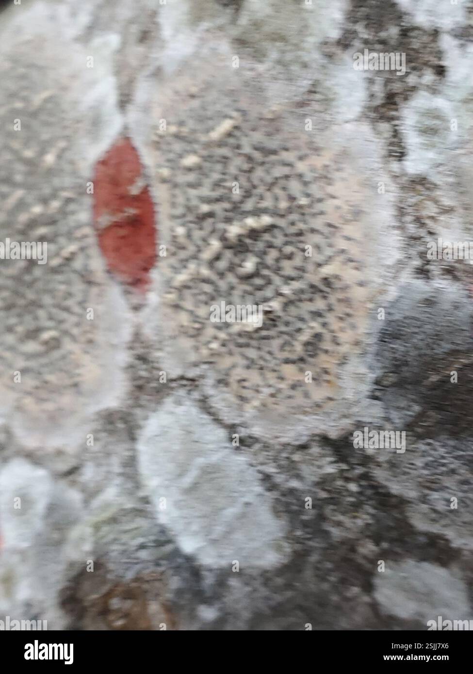 Rash Lichens (Pyrenula), Fungi, Sullivan's Island, SC, USA Stock Photo ...