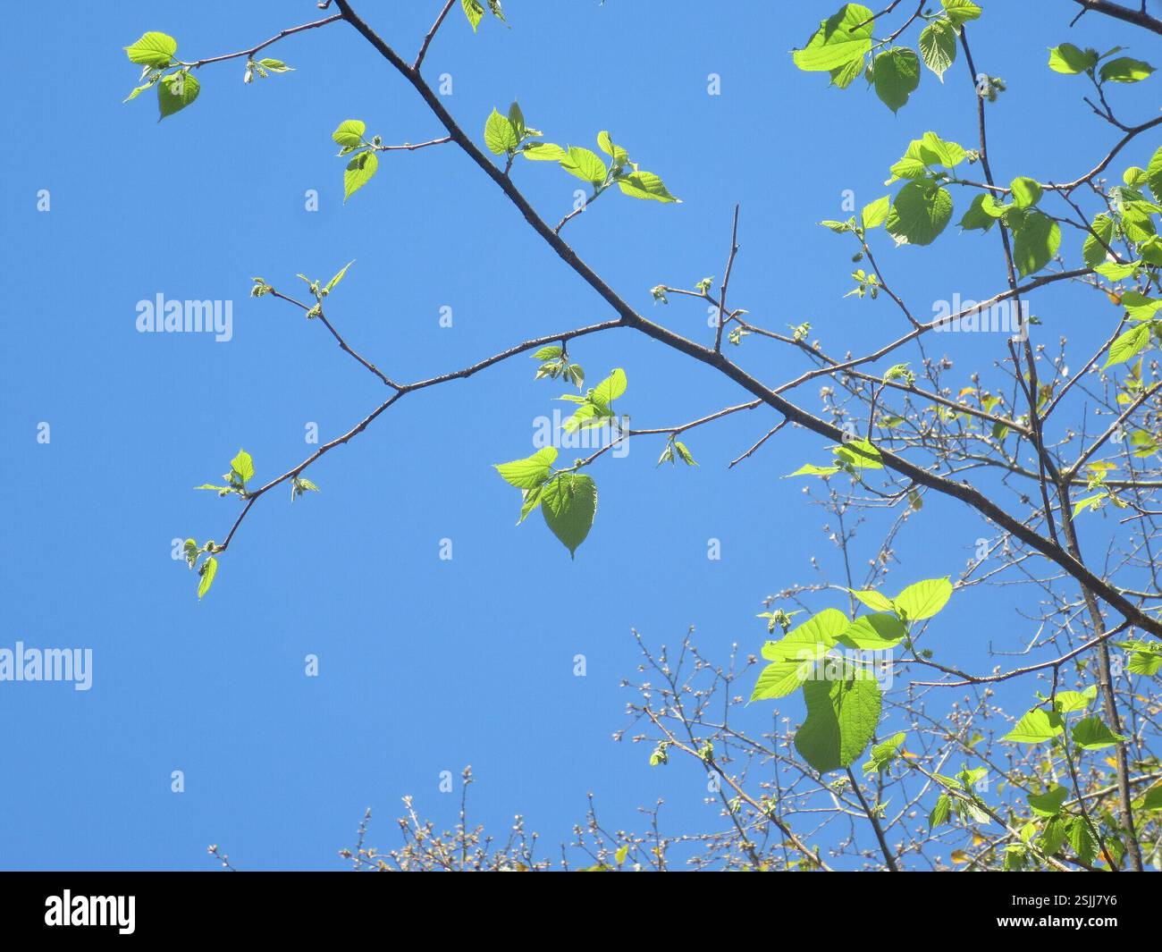 Mulberries (Morus), Plantae, Windsor Forest, Savannah, GA, USA, has big ...