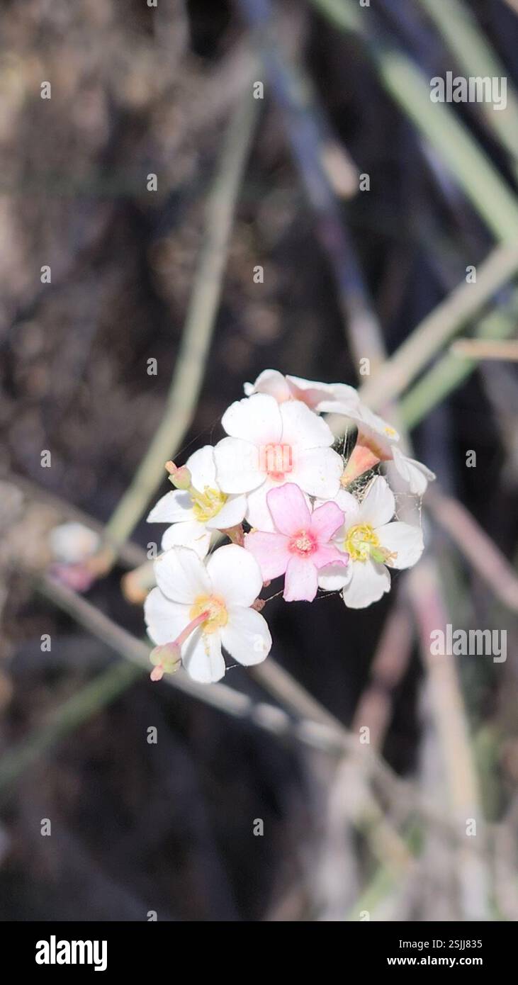 Baja Spurge (Euphorbia xanti), Plantae, Comondú, MX-BS, MX Stock Photo ...