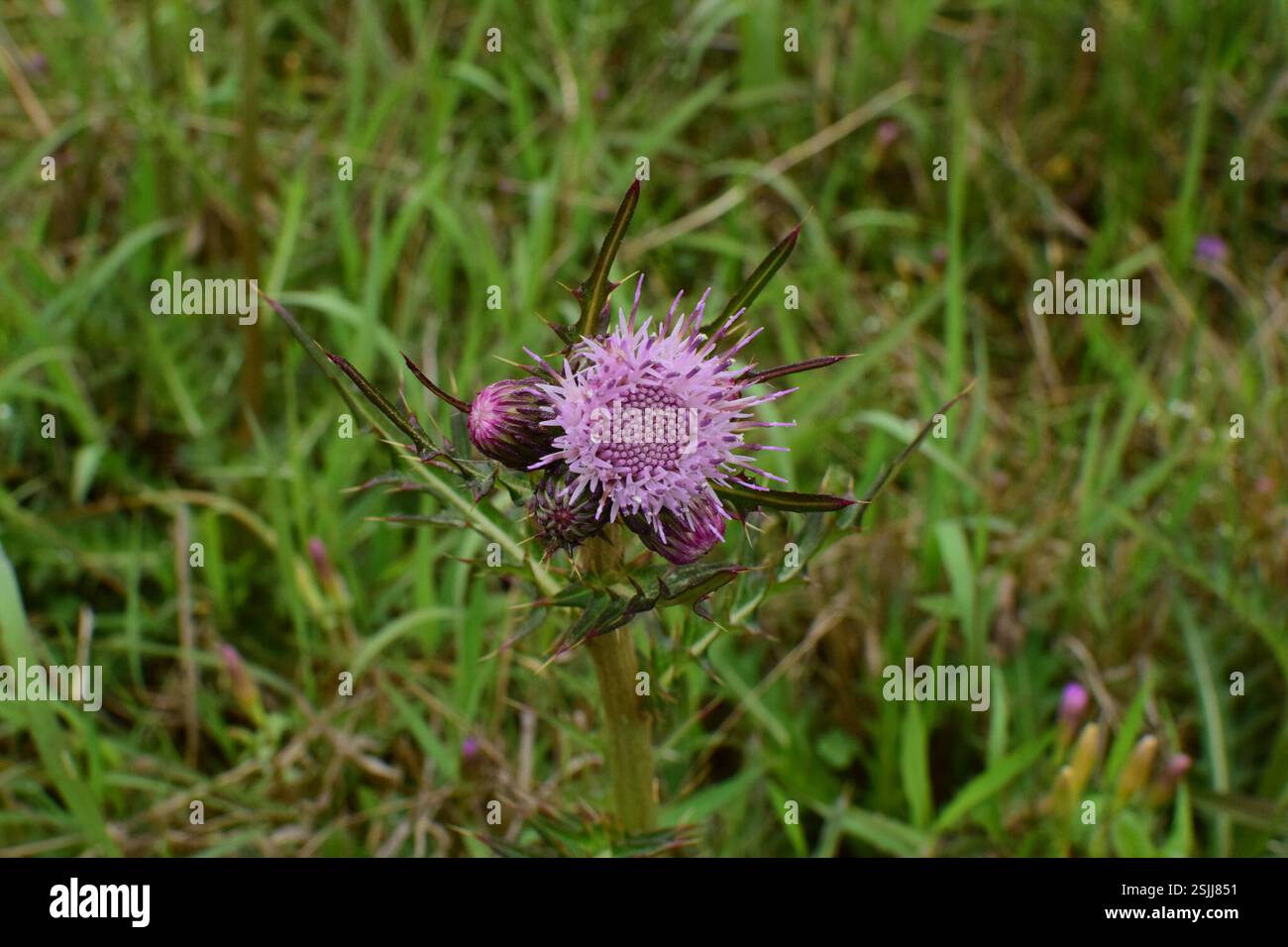 Japanese thistle (Cirsium japonicum), Plantae, 中国贵州省黔南布依族苗族自治州龙里县 Stock ...