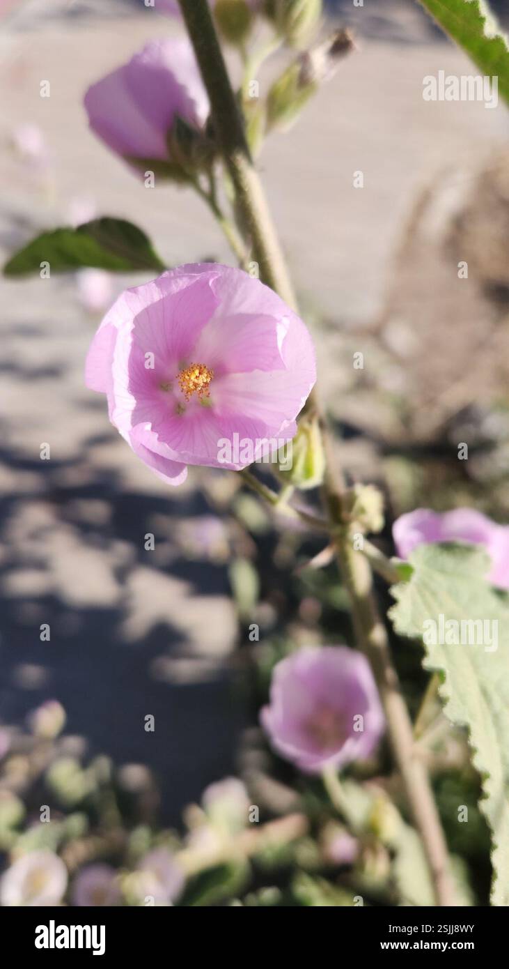 pink velvet-mallow (Horsfordia alata), Plantae, Loreto, MX-BS, MX Stock ...
