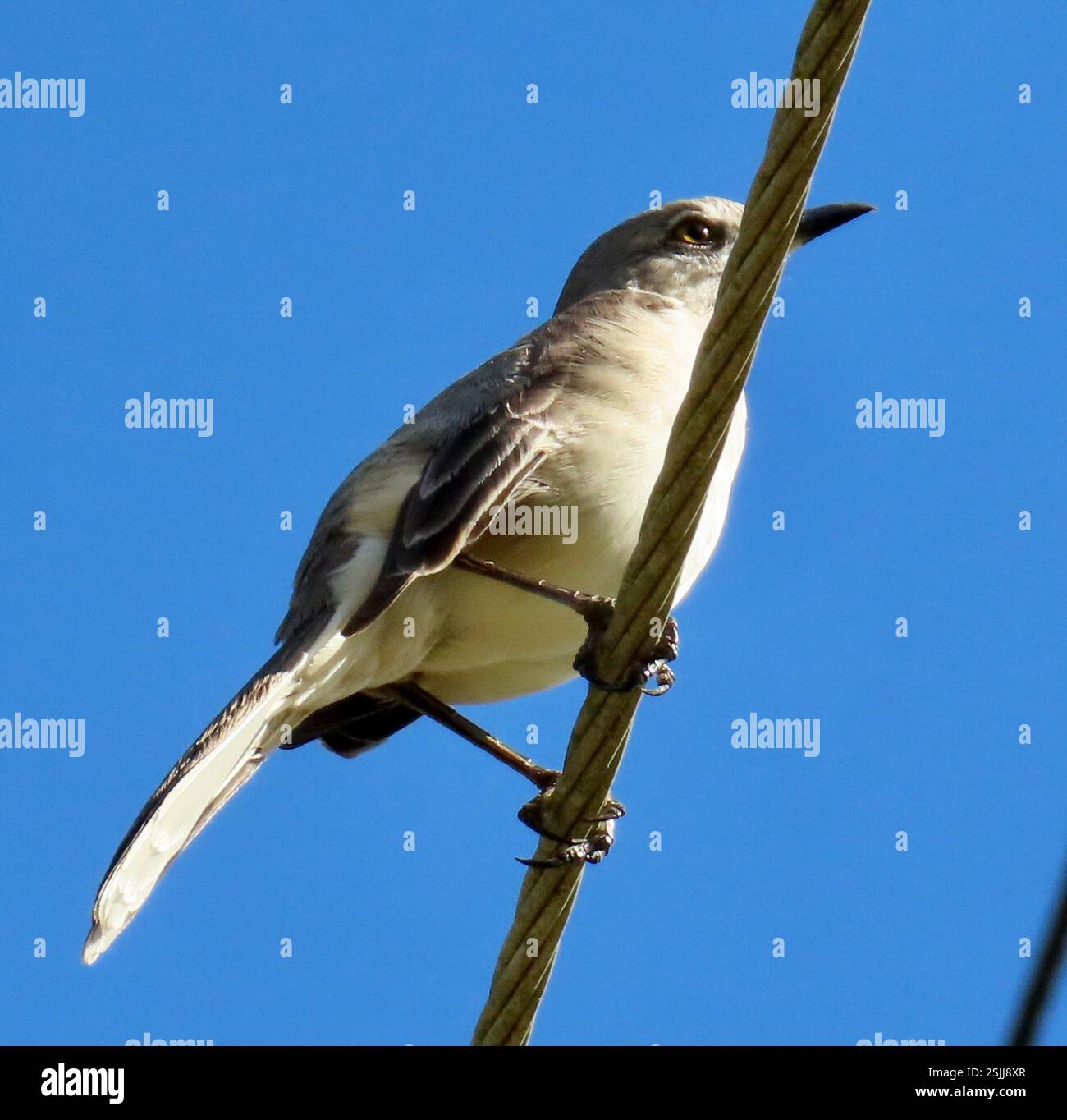 Northern Mockingbird (Mimus polyglottos), Aves, Carretera Central de ...
