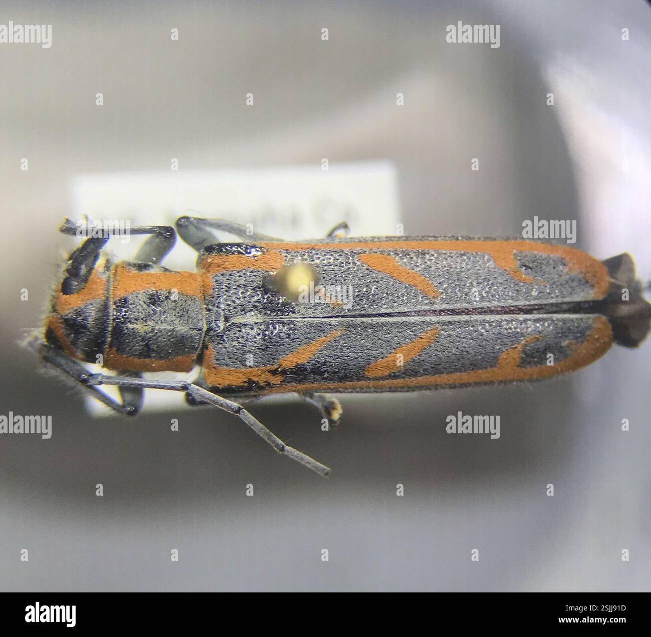 Oblique-banded Longhorn Beetle (Saperda imitans), Insecta, Indian Cave ...