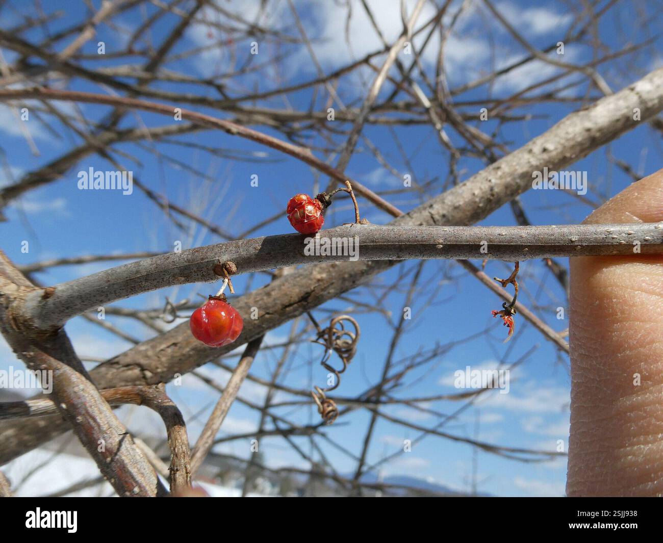 Oriental bittersweet (Celastrus orbiculatus), Plantae, Waterbury ...