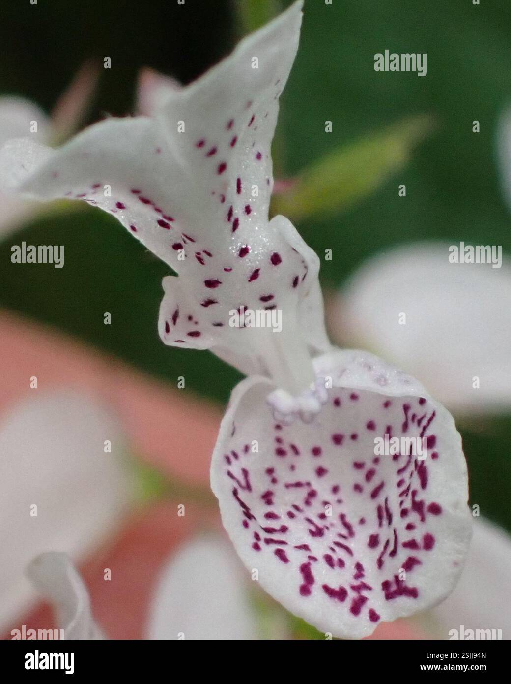 Whorled plectranthus (Plectranthus verticillatus), Plantae, Chase ...