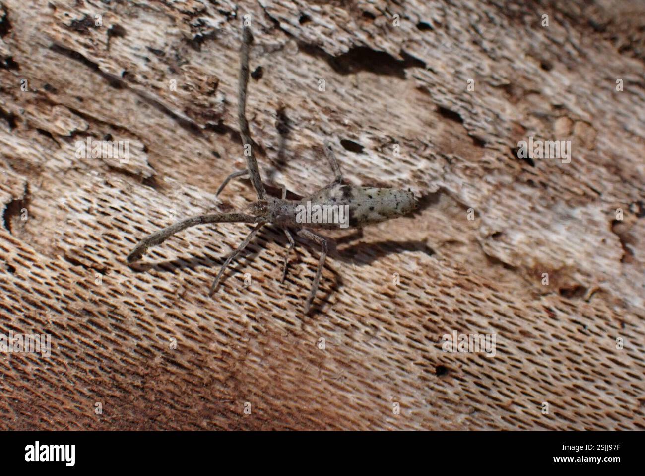 (Miagrammopes constrictus), Arachnida, Stentor, Ehlanzeni, South Africa ...