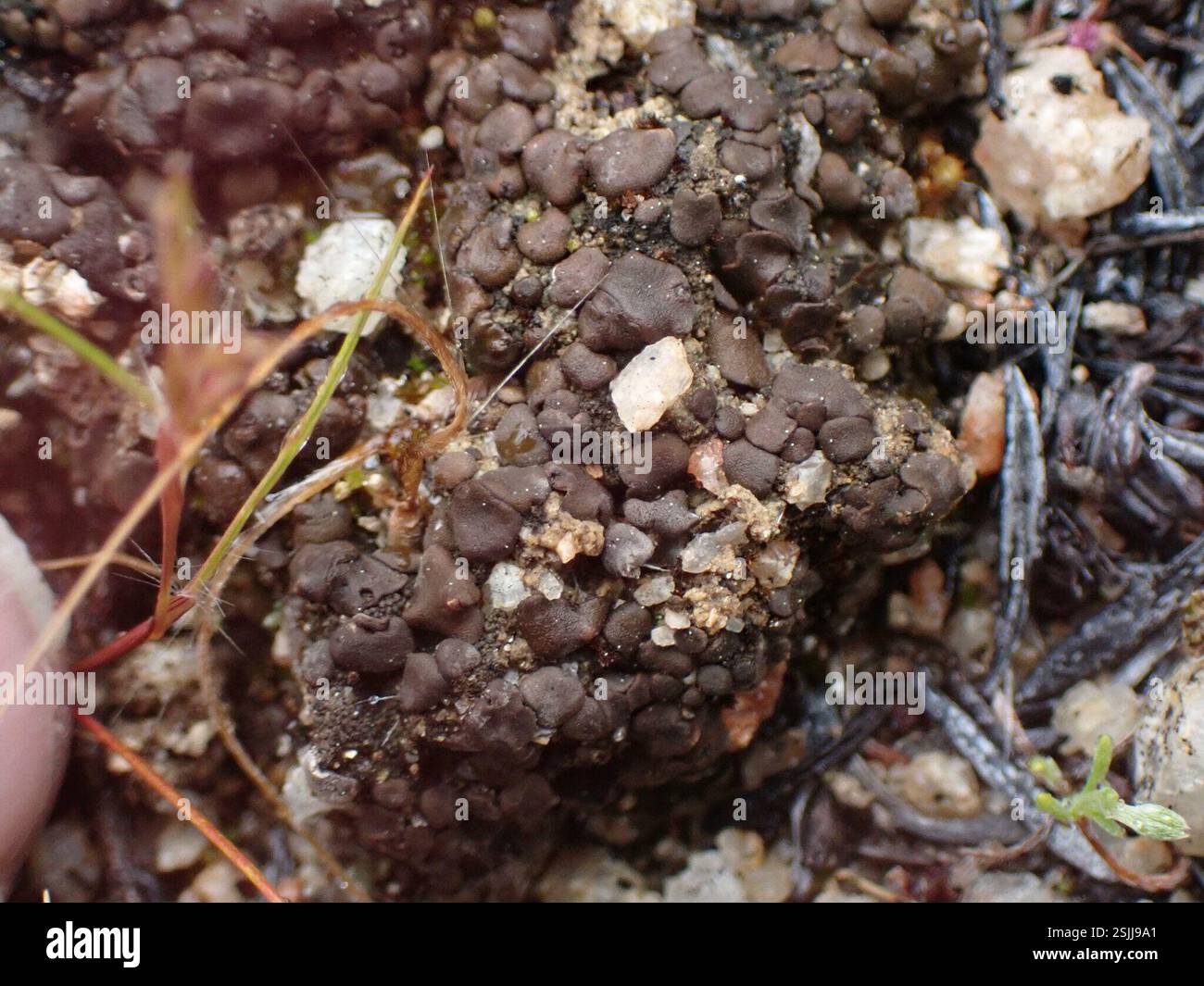 common lichens (Lecanoromycetes), Fungi, Riverside County, CA, USA, On ...