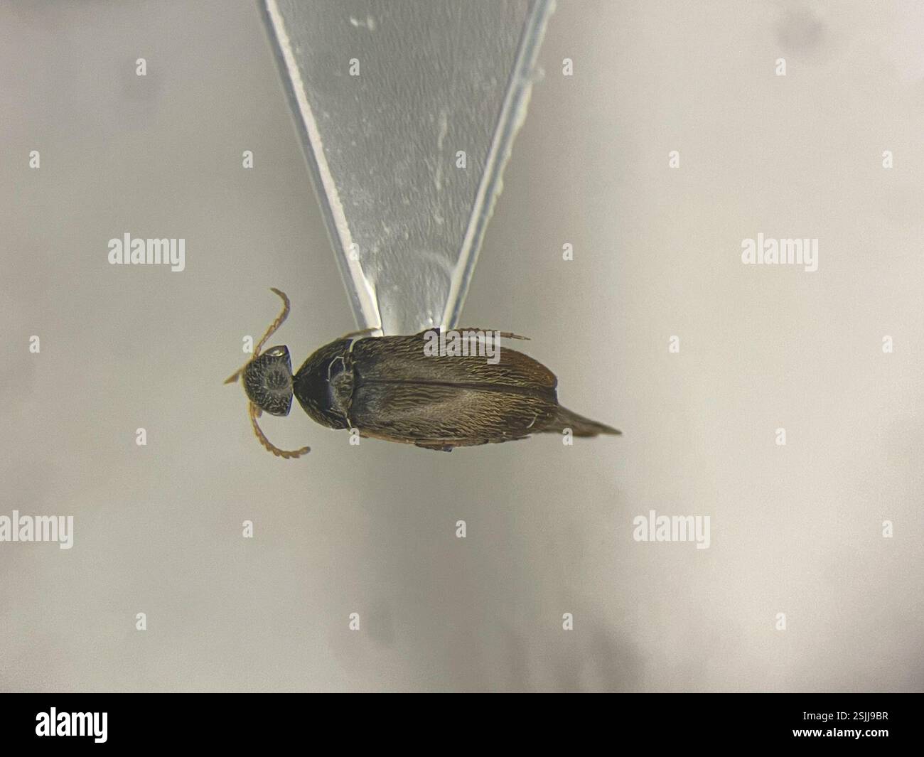 (Mordellistena fuscata), Insecta, Estrie, QC, Canada Stock Photo - Alamy