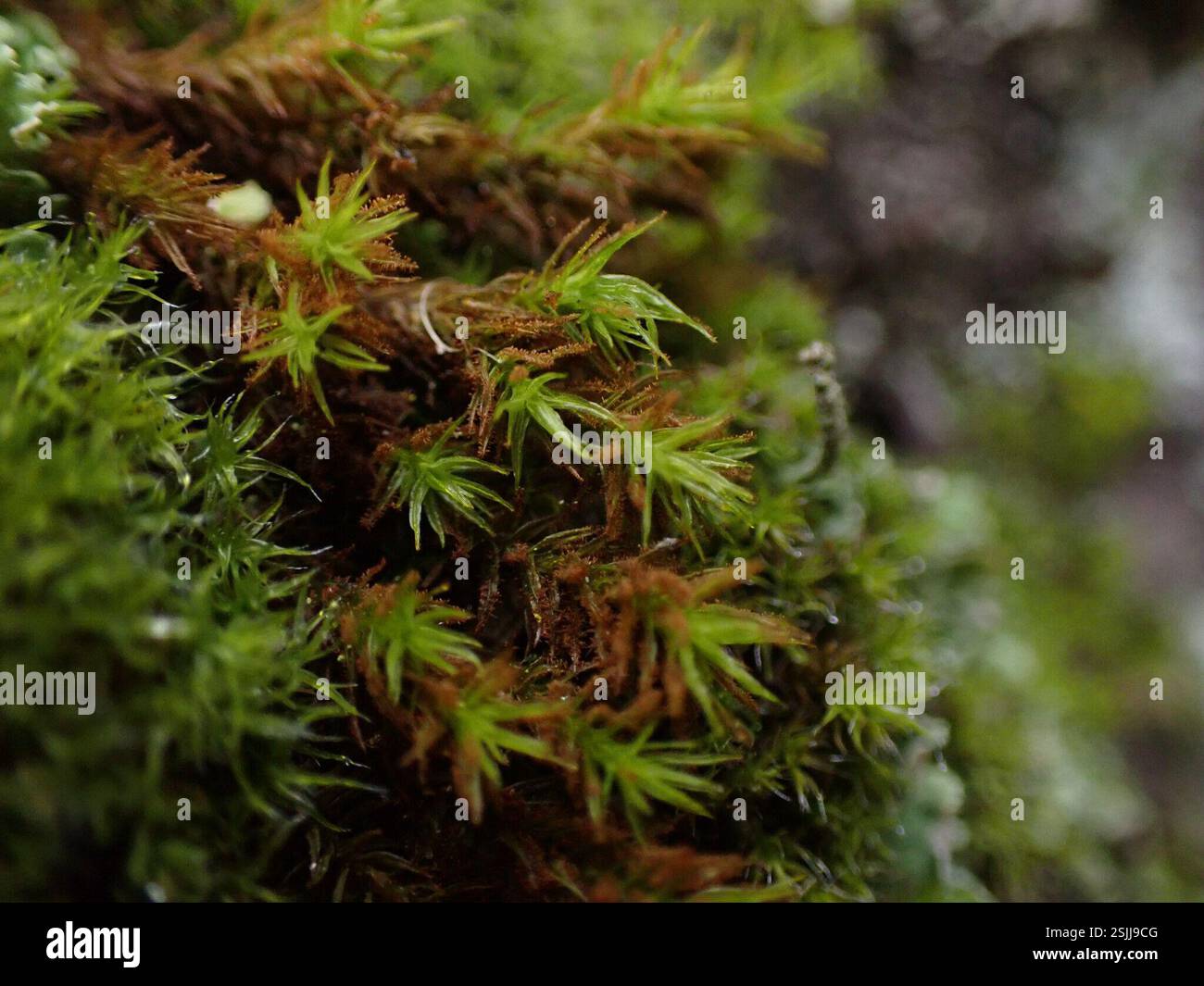 Lyell's Bristle-moss (Pulvigera lyellii), Plantae, San Diego, Cleveland ...