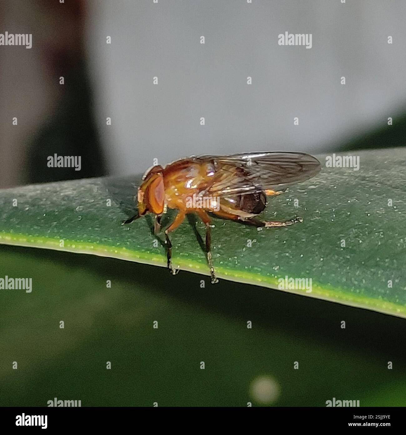 Copestylum sp hi-res stock photography and images - Alamy