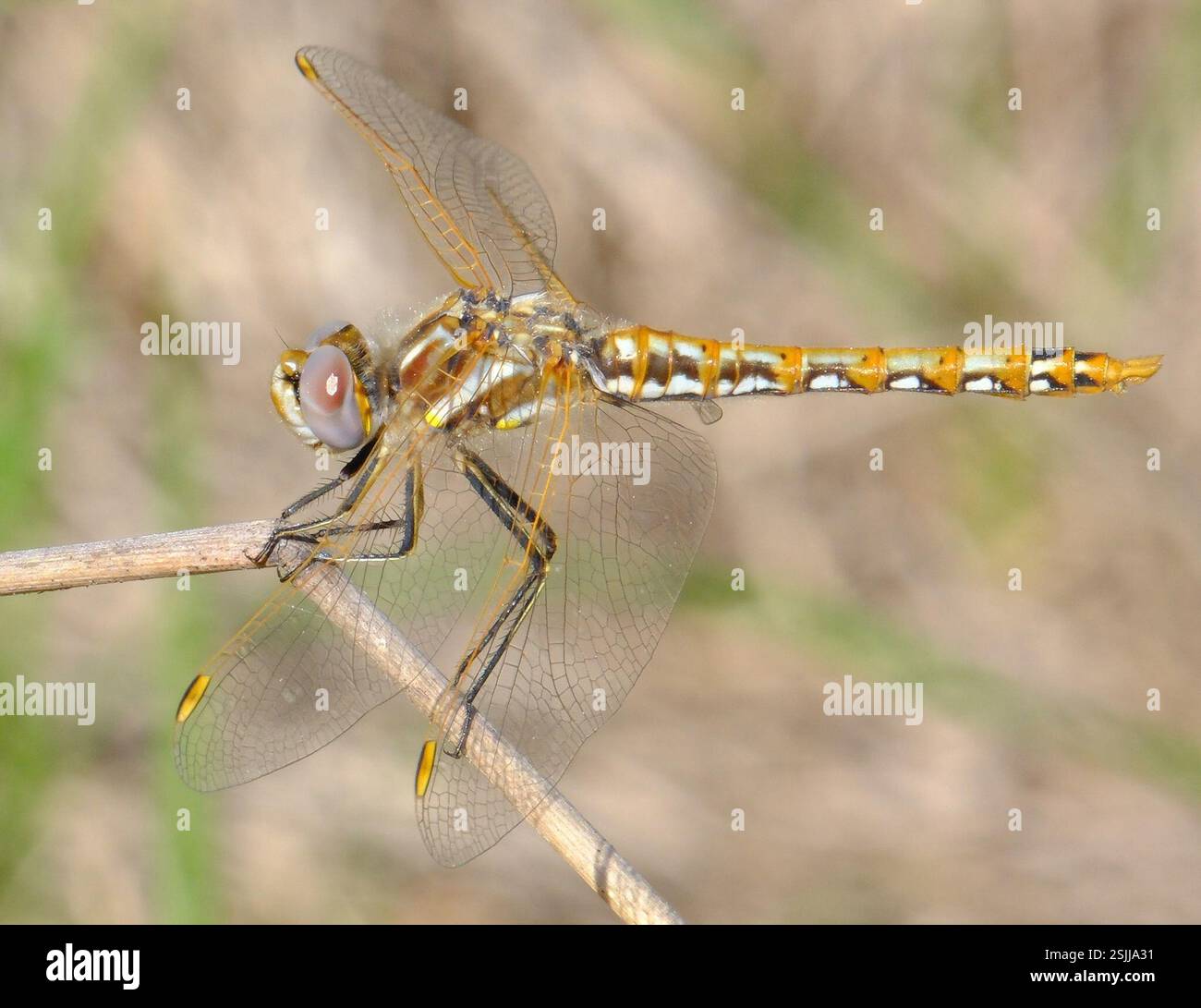 Variegated Meadowhawk (Sympetrum corruptum), Insecta, Northwest Houston ...