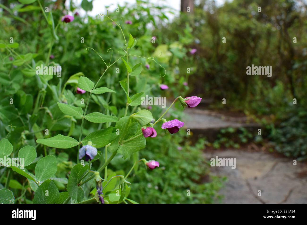 Common Pea (Pisum sativum), Plantae, 中国贵州省黔南布依族苗族自治州龙里县 Stock Photo - Alamy