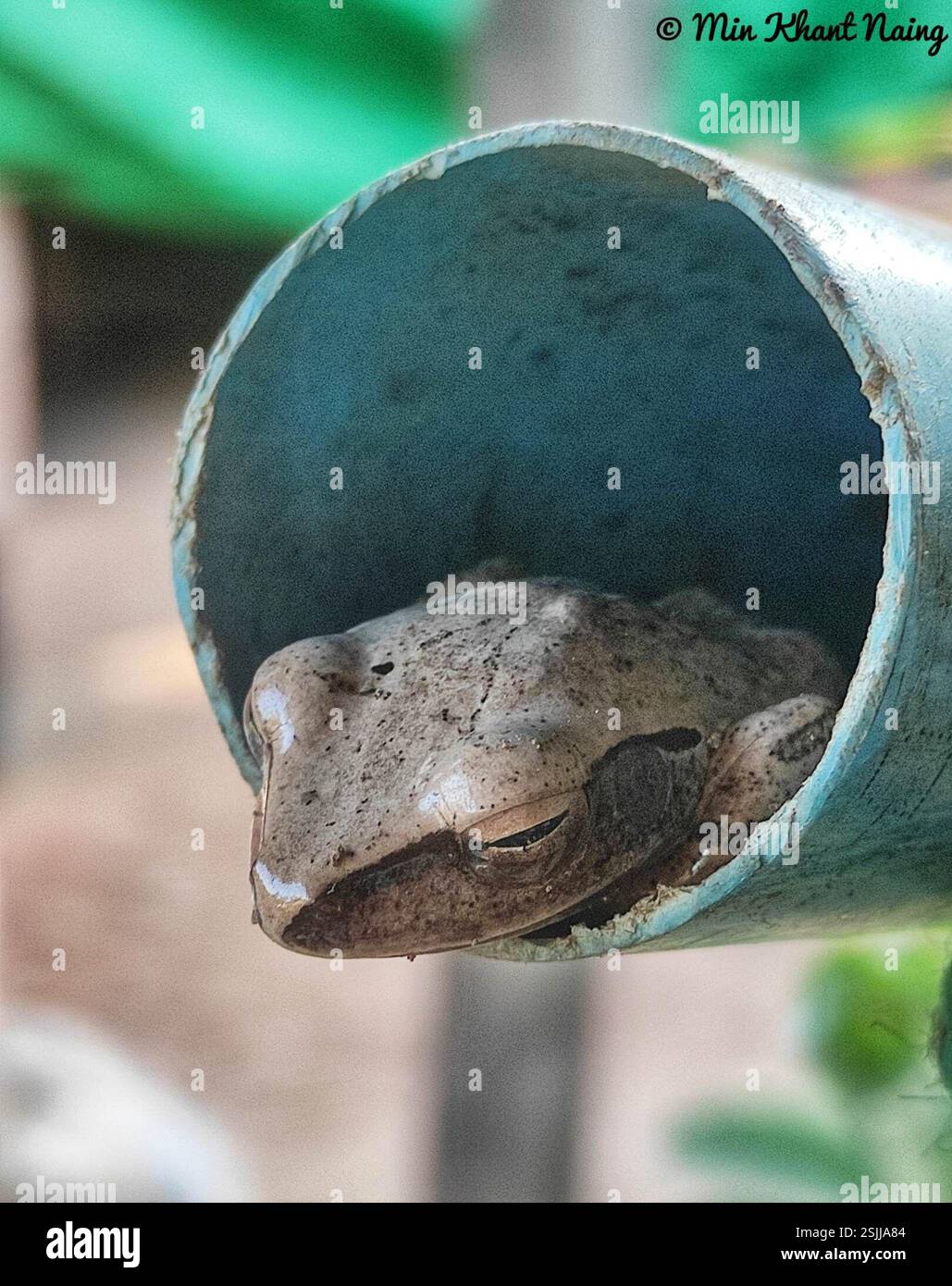 Spot-legged Tree Frog (Polypedates megacephalus), Amphibia, Kawkareik ...