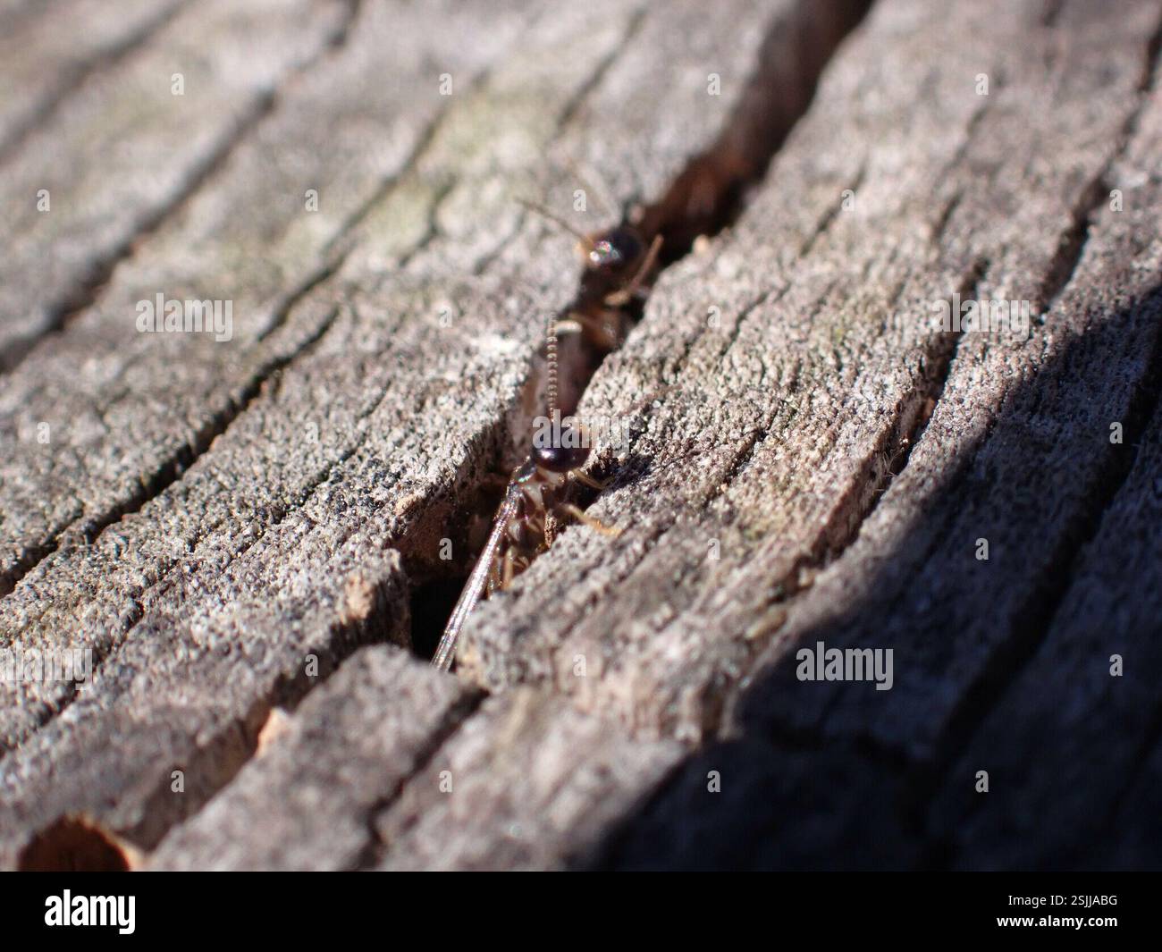 Eastern Subterranean Termite (Reticulitermes flavipes), Insecta, North ...