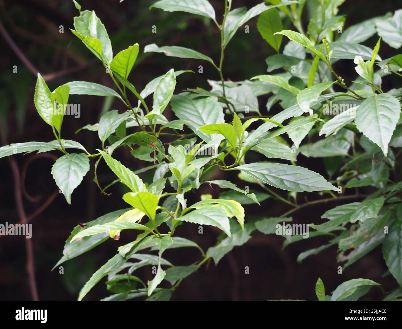 (Maesa perlaria formosana), Plantae, 台灣台北 Stock Photo - Alamy