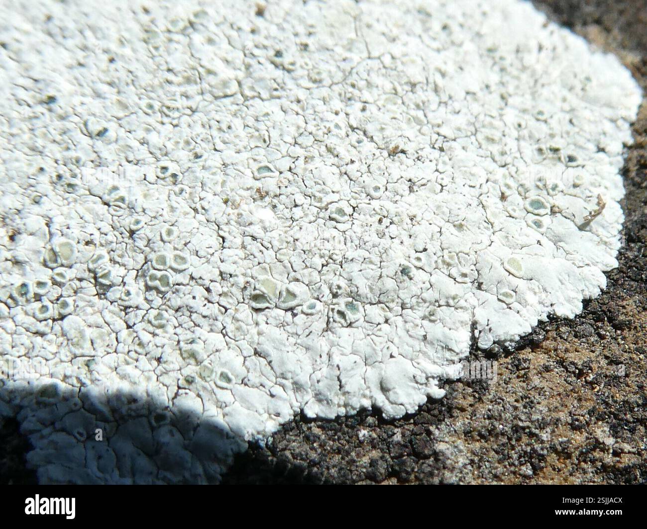 common lichens (Lecanoromycetes), Fungi, Ferrisburgh, VT, USA, On the ...