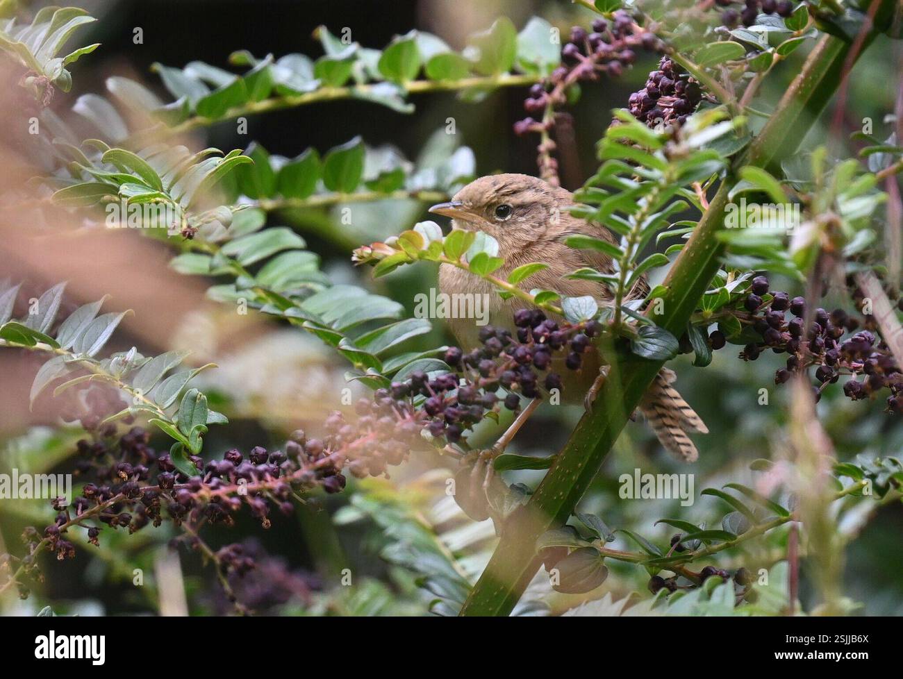 Grass Wren (Cistothorus platensis), Aves, Laguna Papallacta, Ecuador ...
