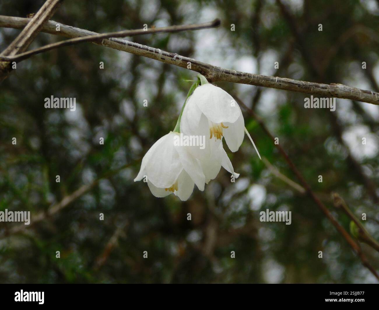 Two-wing Silverbell (Halesia diptera), Plantae, Fl Caverns State Park ...