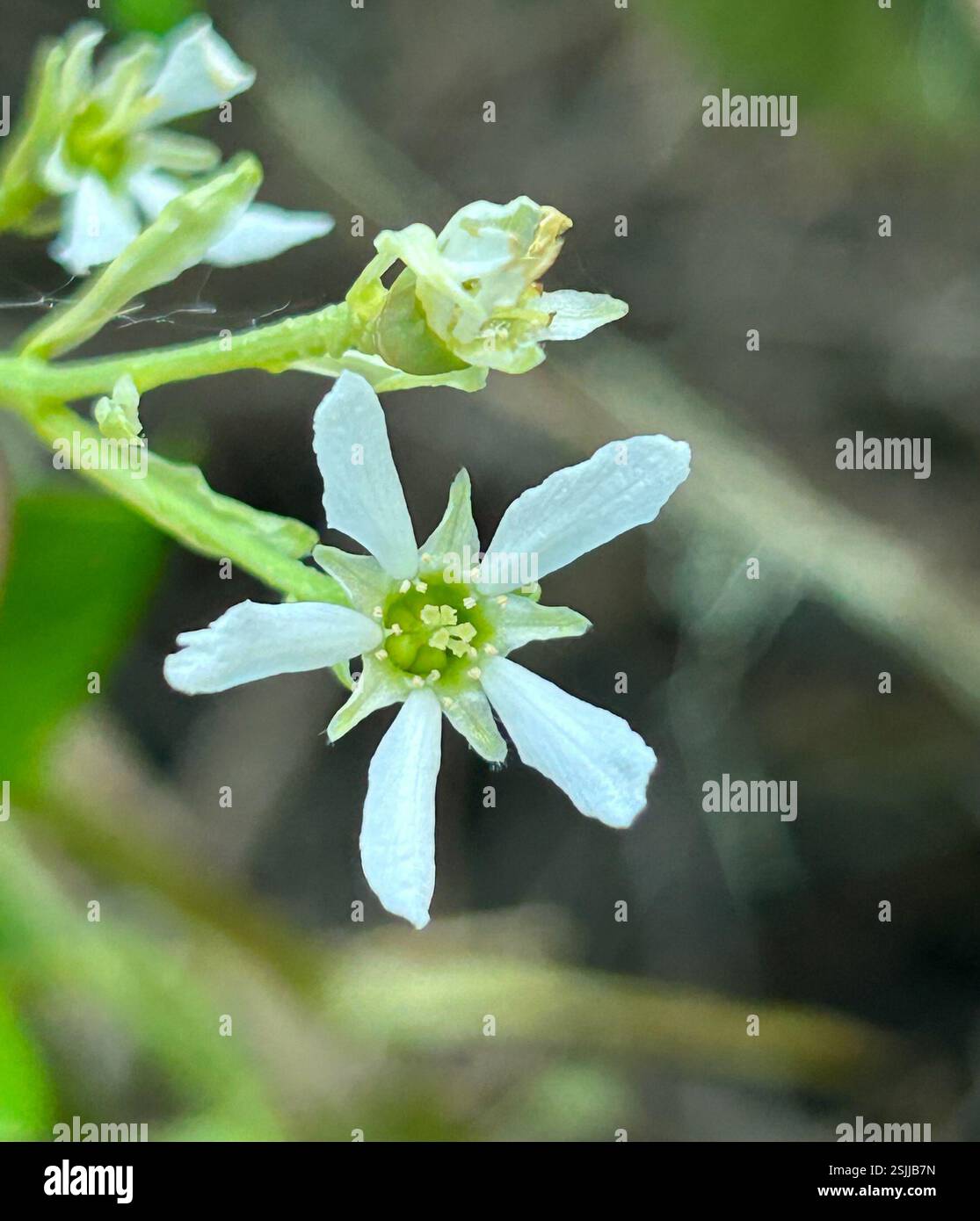 Osoberry (Oemleria cerasiformis), Plantae, Monaña de Oro State Park ...
