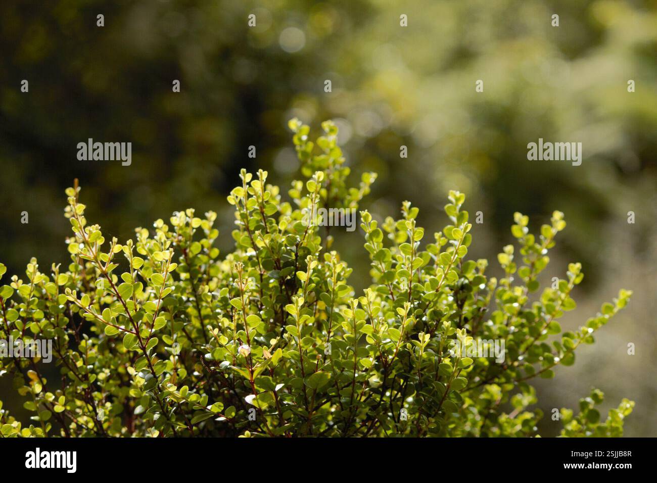 climbing rātā (Metrosideros perforata), Plantae, Westland District ...