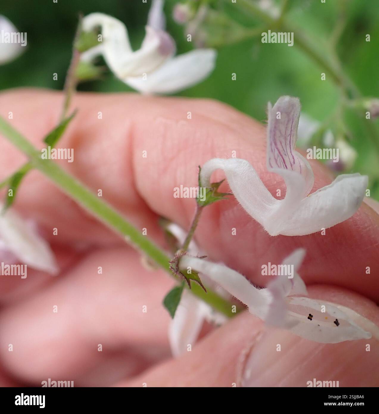 Citronella Spurflower (Equilabium laxiflorum), Plantae, Umgungundlovu ...