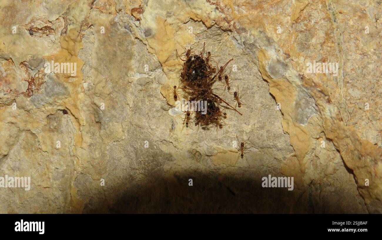 Marauder Ants and Carebara Thief Ants (Carebara), Insecta, Рейли-Бич ...