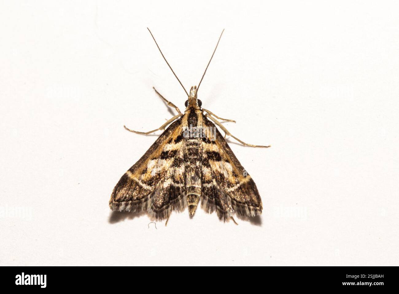 Arrowhead (Diasemia grammalis), Insecta, St Bathans, New Zealand ...