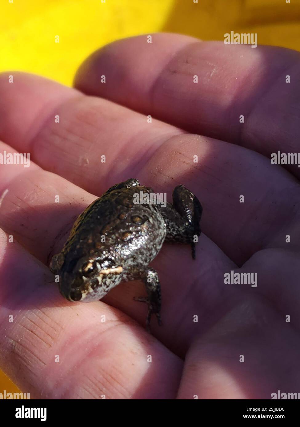 Marbled Frog (Limnodynastes convexiusculus), Amphibia, Bouldercombe QLD ...