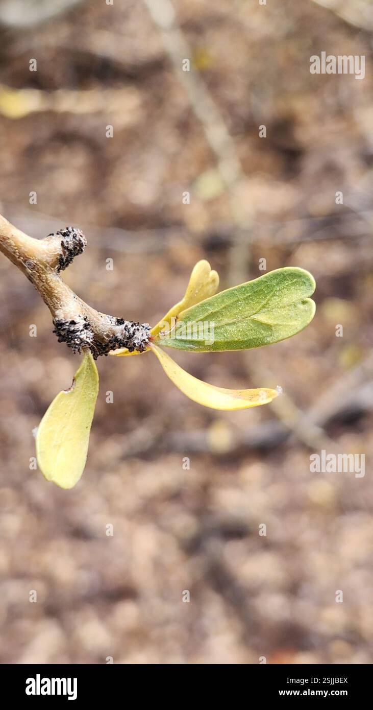 Physicnut (Jatropha cuneata), Plantae, Loreto, MX-BS, MX Stock Photo ...