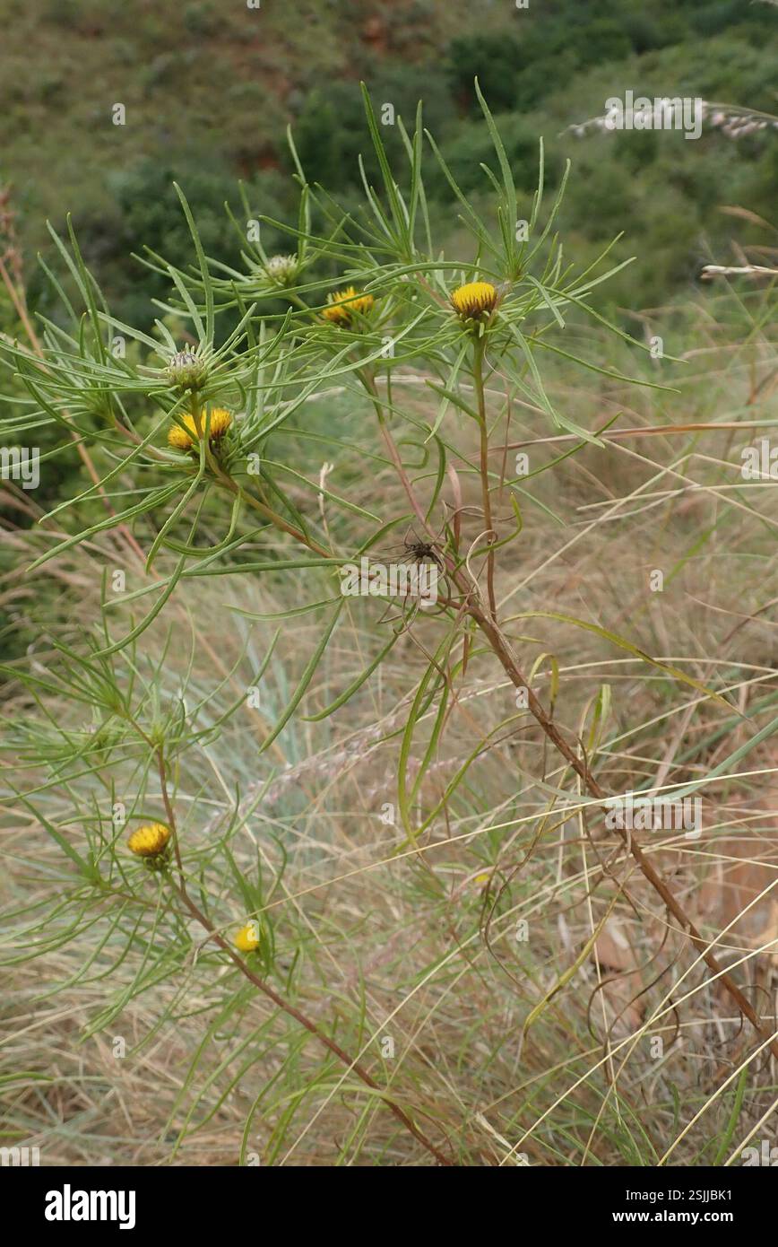 Vomitdaisies (Geigeria), Plantae, Ehlanzeni District Municipality ...
