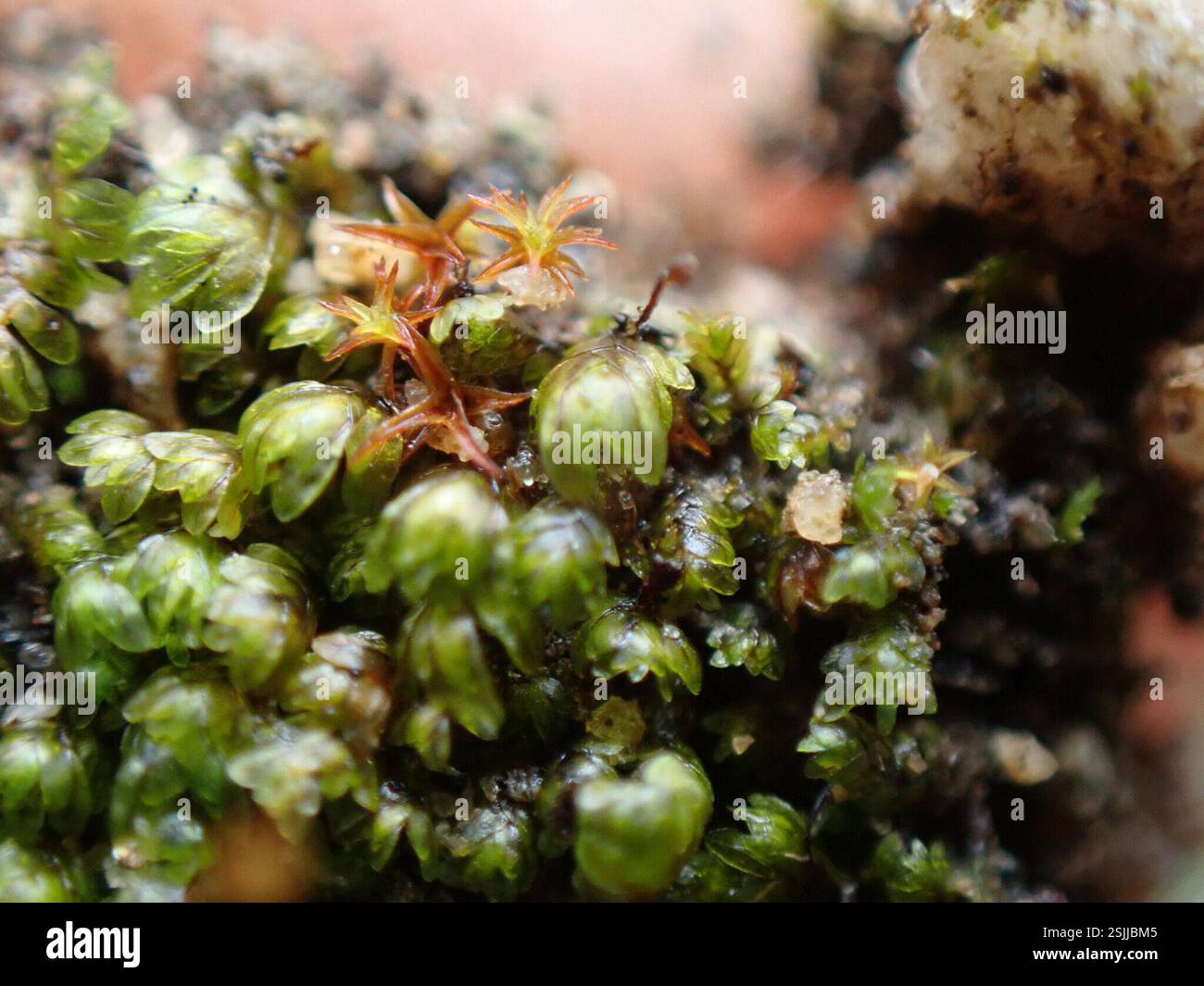 pocket mosses (Fissidens), Plantae, Murrieta, CA, USA, On saturated ...
