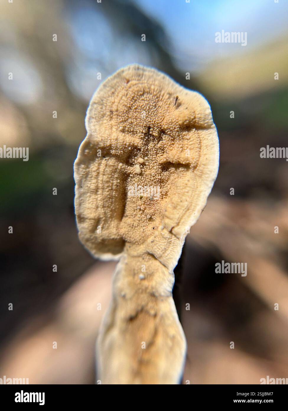 Netted Crust (Byssomerulius corium), Fungi, Montaña de Oro State Park ...
