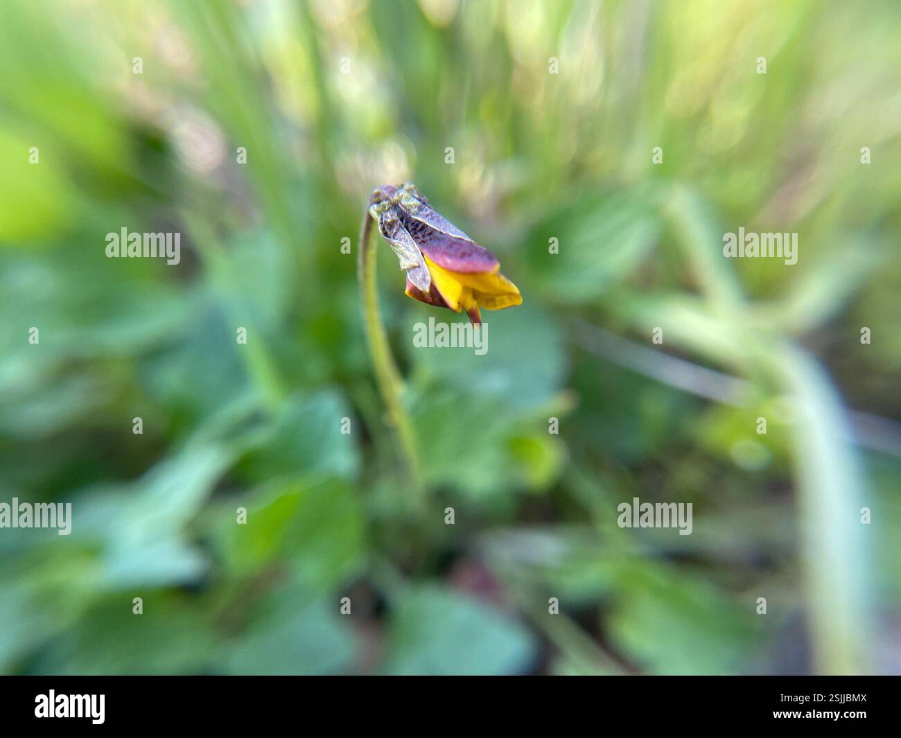 violets (Viola), Plantae, Pinnacles National Park, San Benito ...