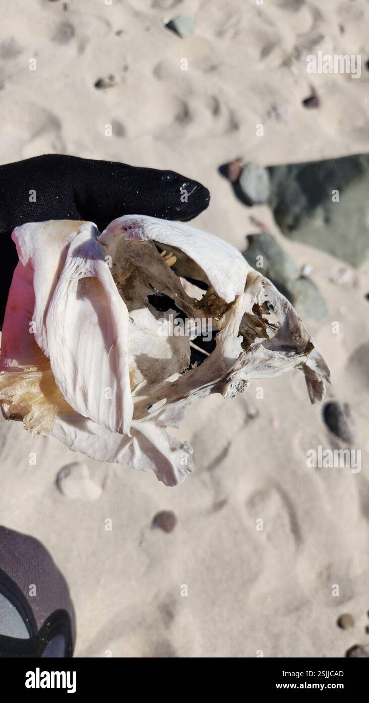 Porcupinefishes (Diodontidae), Actinopterygii, Loreto, MX-BS, MX Stock ...