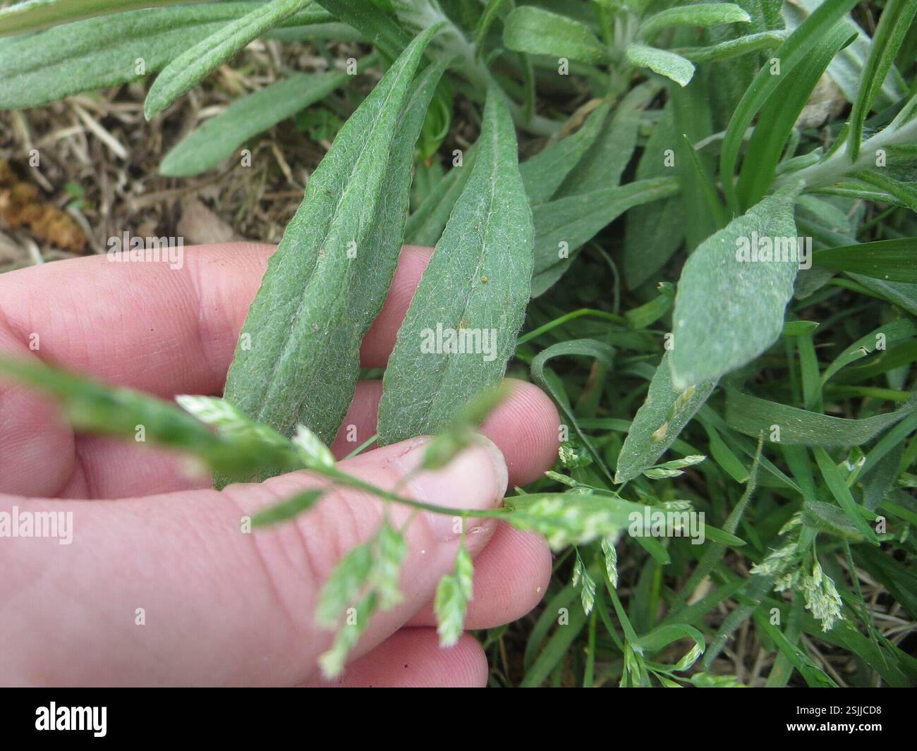 (Asteroideae), Plantae, 0 Windsor Forest, Savannah, GA, USA Stock Photo ...