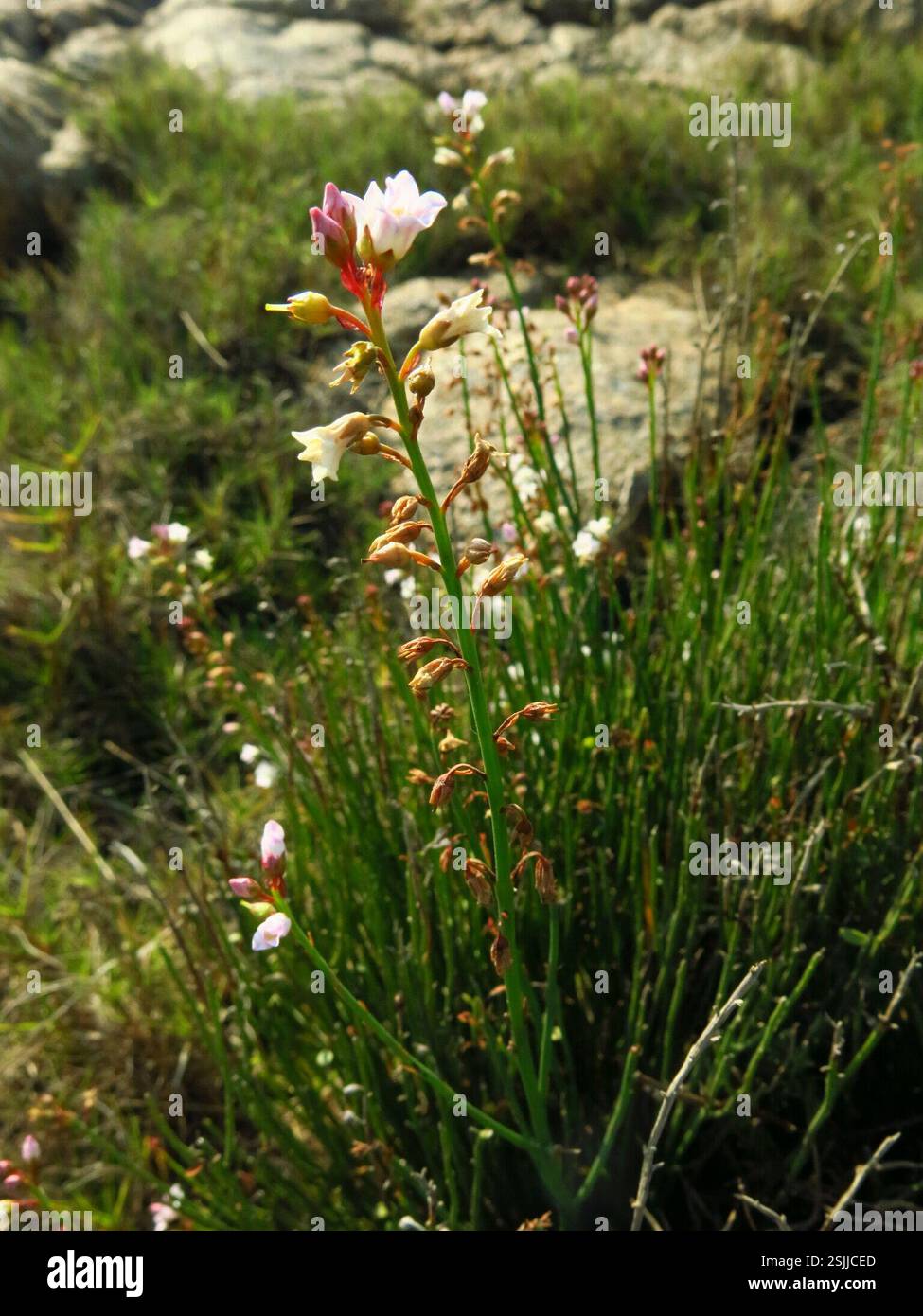 Water Pimpernel (Samolus porosus), Plantae, Leisure Crest, Port Edward ...