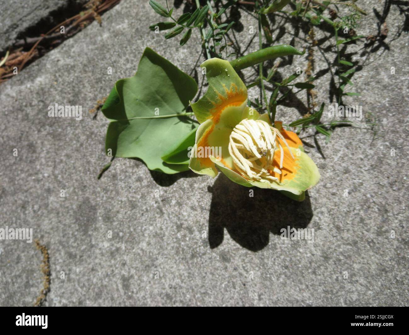 tulip tree (Liriodendron tulipifera), Plantae, Windsor Forest, Savannah ...