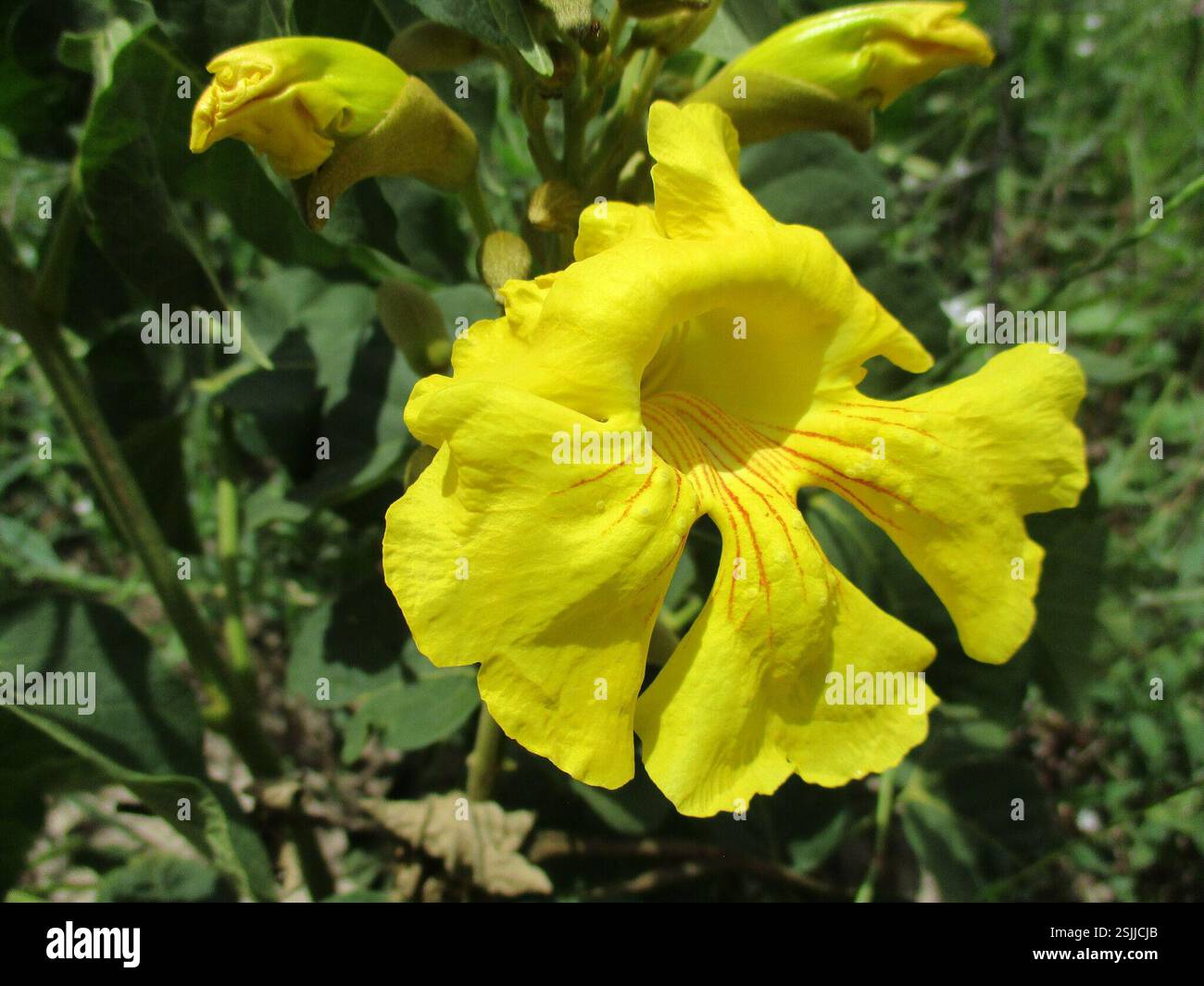 golden bellbean (Markhamia obtusifolia), Plantae, Zambezi Region ...