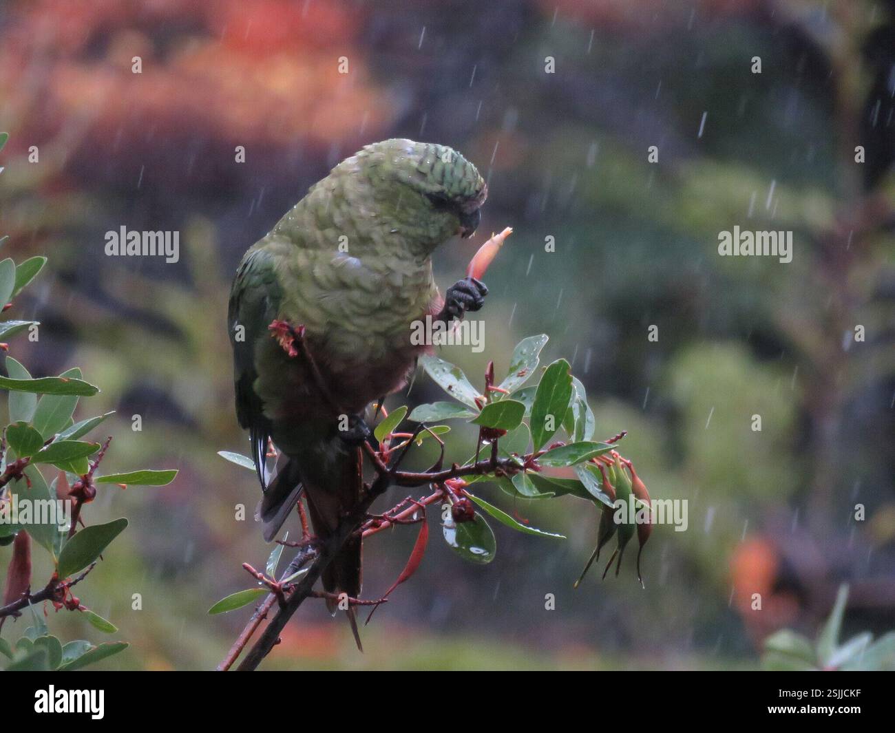 Austral Parakeet (Enicognathus ferrugineus), Aves, Ushuaia, Tierra del ...