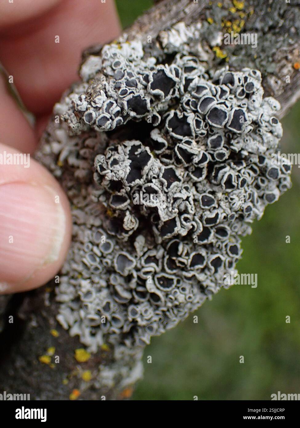 Rosette twigs hi-res stock photography and images - Alamy