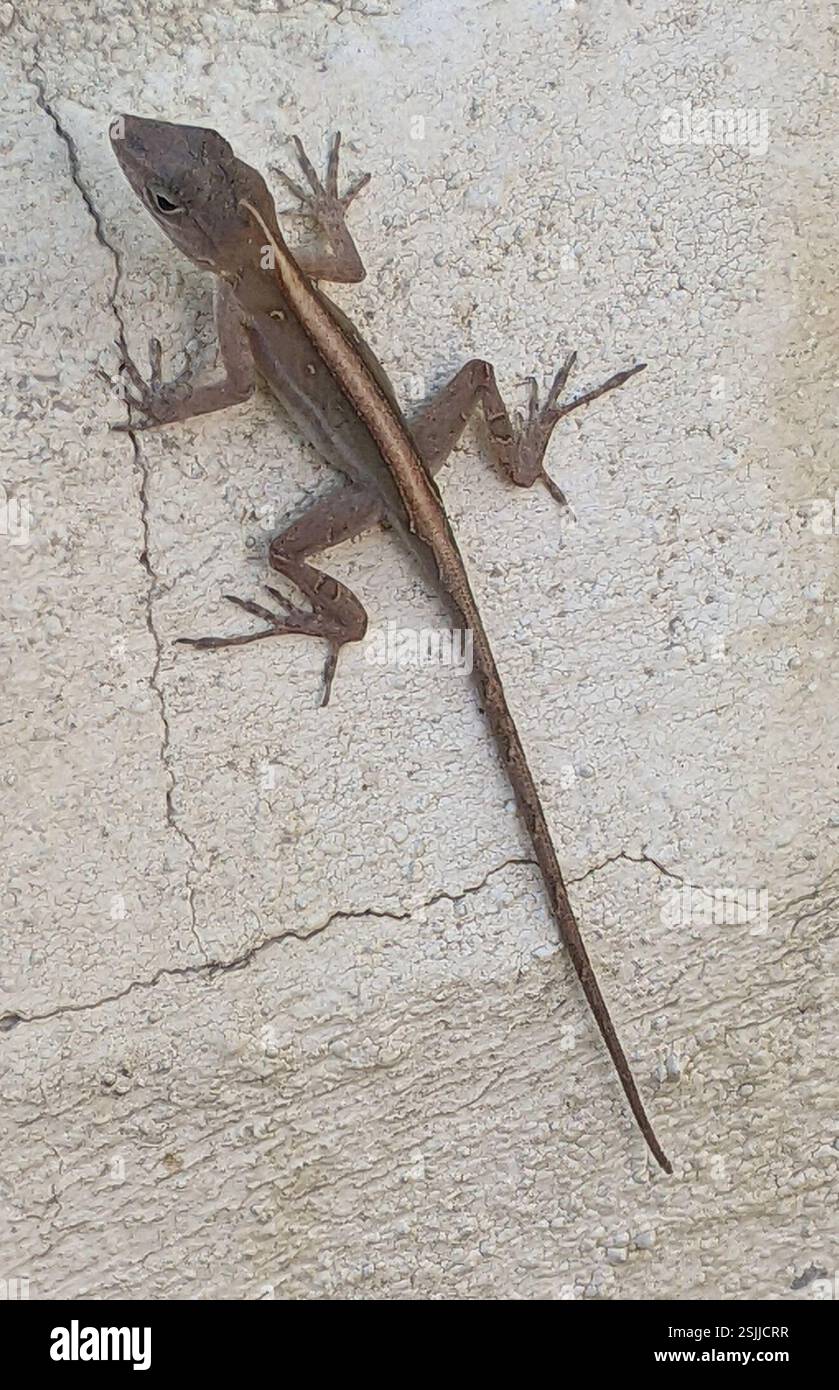 Anoles (Anolis), Reptilia, Moca, Dominican Republic Stock Photo - Alamy