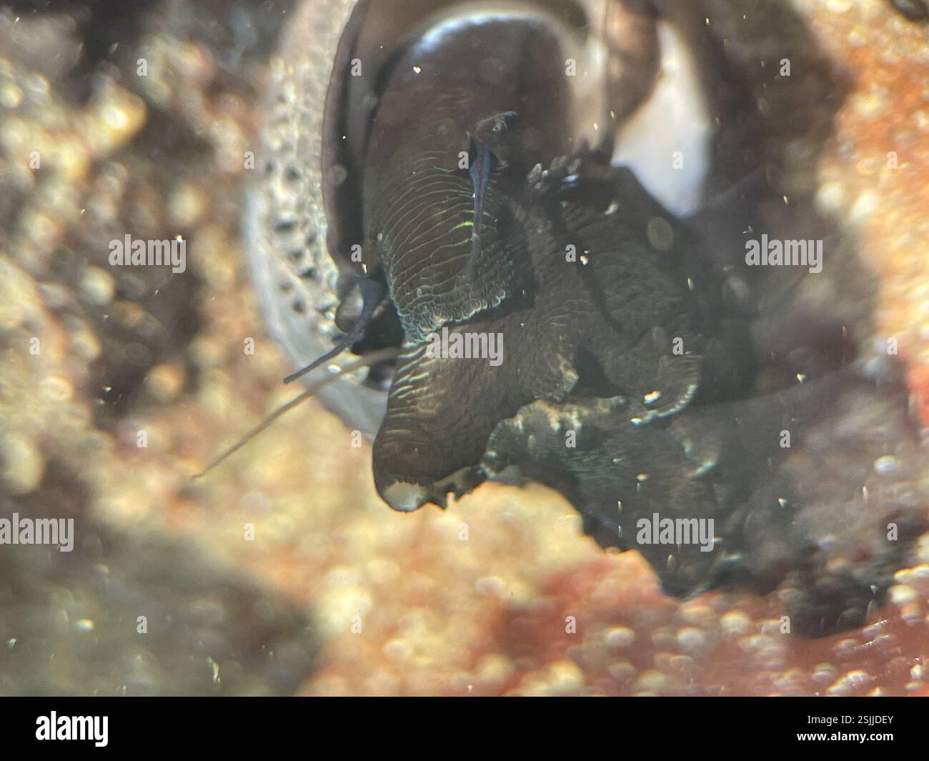 Black Tegula (Tegula funebralis), Mollusca, North Pacific Ocean, CA, US ...