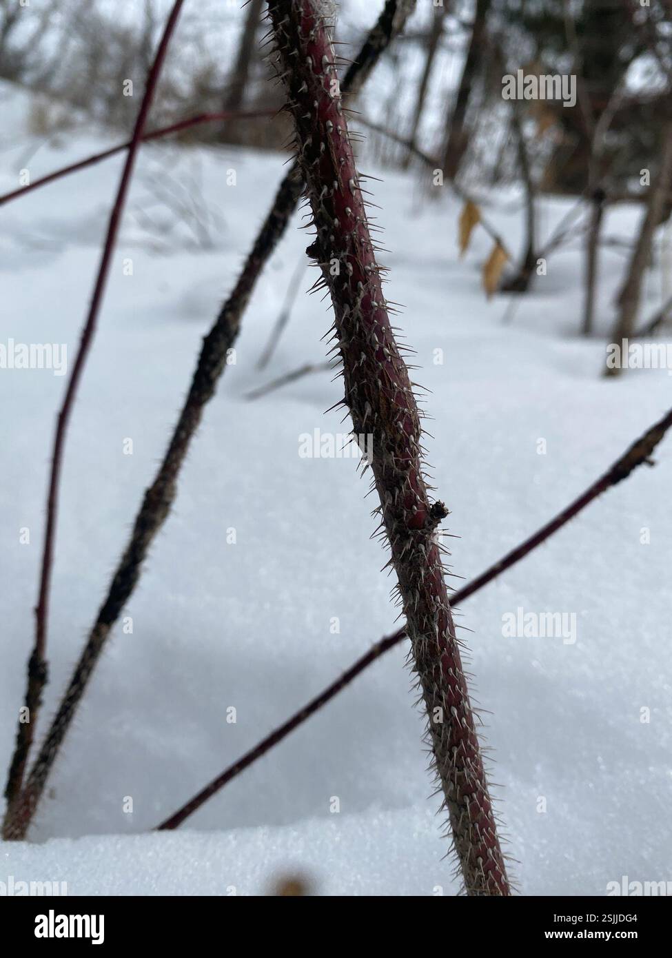 Rose Stem Girdler (Agrilus cuprescens), Insecta, Park Point, Duluth, MN ...